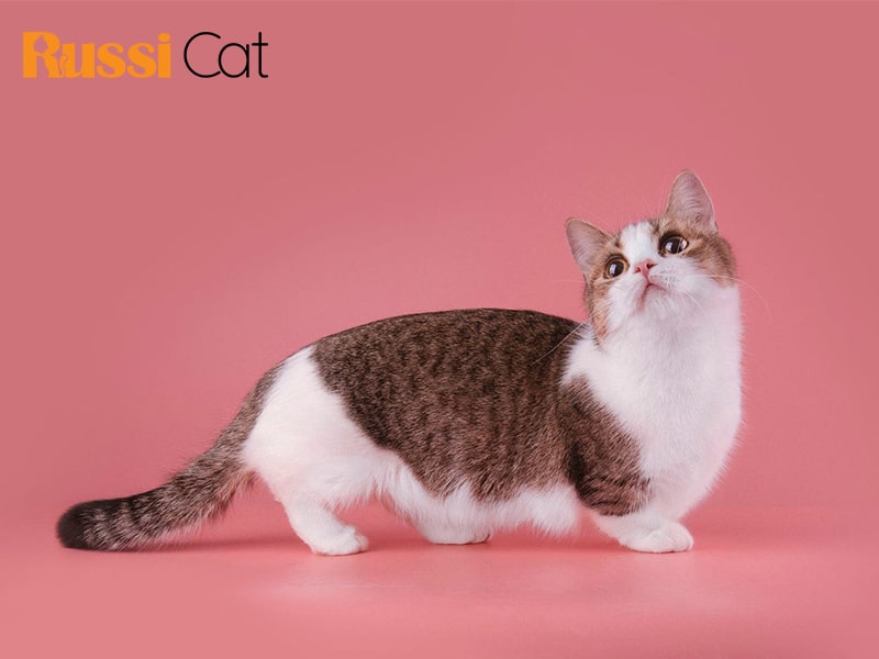 TIÊU CHUẨN MÈO MUNCHKIN THEO WCF – RussiCat
