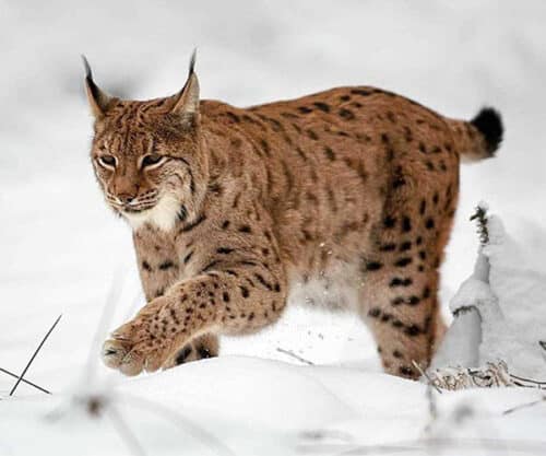 LYNX – NGUỒN GỐC, ĐẶC ĐIỂM, NƠI VÀ GIÁ BÁN – RussiCat