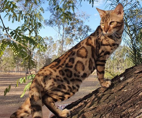 Mèo Bengal ( Mèo Lông Báo) Nhập Nga - RussiCat