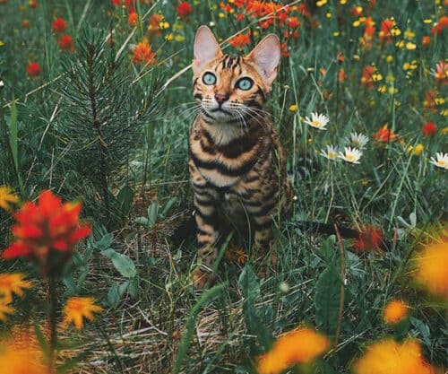 Mèo Bengal ( Mèo Lông Báo) Nhập Nga - RussiCat