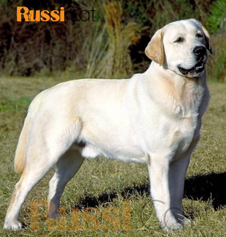 Chó Labrador - Nguồn gốc, đặc tính, cách nuôi, giá bán 2025