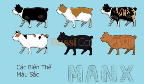 MÈO MANX – NGUỒN GỐC, ĐẶC ĐIỂM, GIÁ VÀ NƠI BÁN - Mèo nhập khẩu