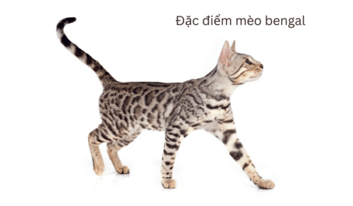 Mèo Bengal và những điều bạn chưa biết - Mèo nhập khẩu