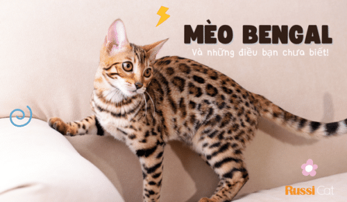 Mèo Bengal và những điều bạn chưa biết - Mèo nhập khẩu