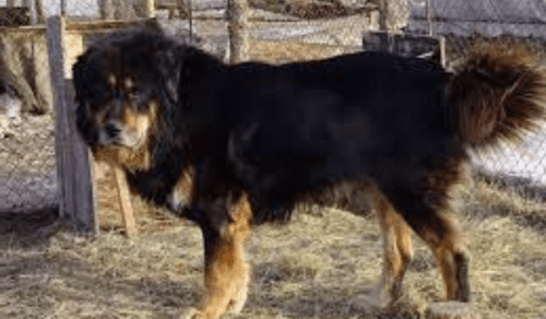 Nguồn gốc, đặc điểm, giá bán và cách chăm sóc chó Bankhar. - Mèo nhập khẩu